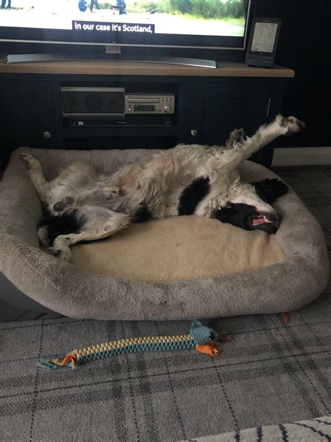 I Is Pointing To Where The Bonios Are Rspringerspaniel