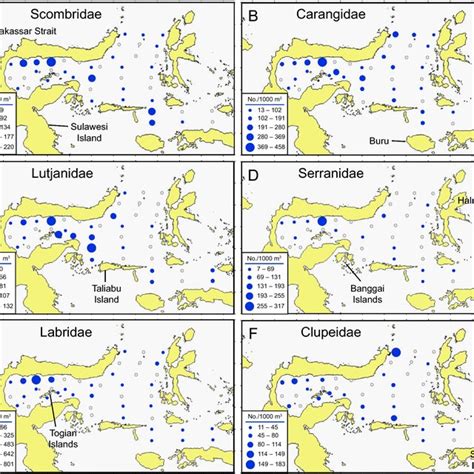 Photographs Of Examples Of Freshly Caught Fish Larvae And Leptocephali