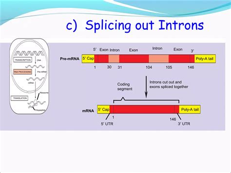 Rna Processing Final Eukaryotes Ppt Rna Processing Final Eukaryotes Ppt