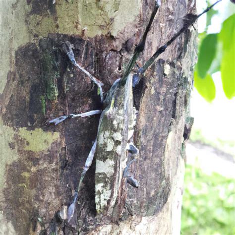 Mango Stem Borer Pest Management Symptoms Treatment Chemical