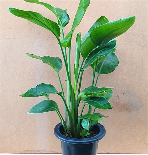 넓은 잎으로 공기정화 여인초 키우기의 모든 것 가지치기 물주기 분갈이 번식