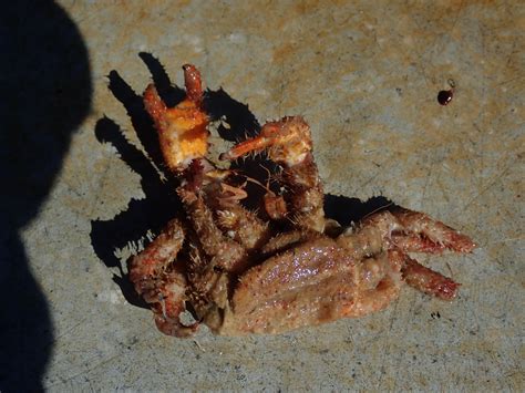 Acantholithodes Hispidus Stimpson 1860