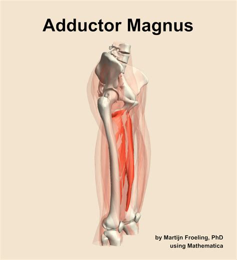 The Adductor Magnus Muscle Of The Thigh