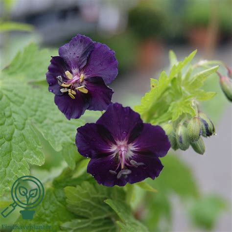 Geranium Phaeum ‘raven Find Haveplanter