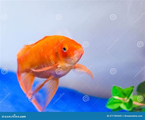 Grote Goudvis Stock Afbeelding Image Of Water Tropisch 271785445