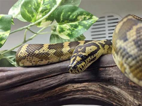 Carpet Python Substrate Best Options Guide