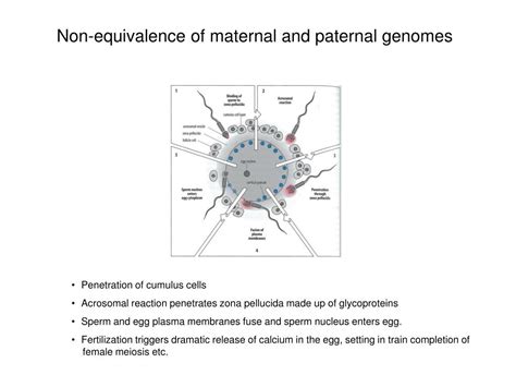 Ppt Lecture 2 Preimplantation Development I Powerpoint Presentation Free Download Id 2086672