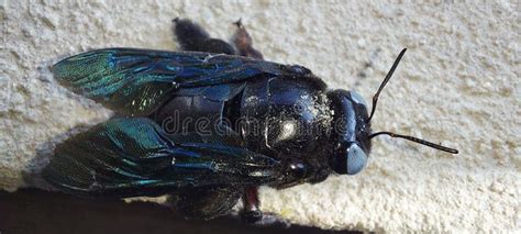 Xylocopa Latipes Stock Image Image Of Dispersed Ofcarpenter 262685423