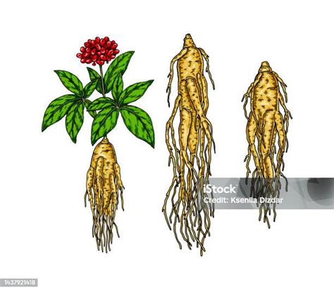 흰색 배경에 고립 된 잎과 열매가있는 손으로 그린 야생 인삼 뿌리 세트 포장 로고 과학 기사 디자인을위한 스케치 스타일의 식물 벡터 일러스트 레이 션 한국 문화에 대한 스톡