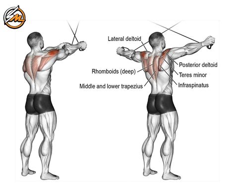 5 Of The Best Rear Delt Exercises To Build Your Shoulders