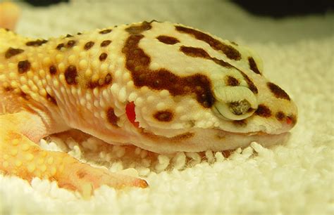 Leopard Gecko Health Concern Why Gecko Eat Substrate Leopard Gecko Care