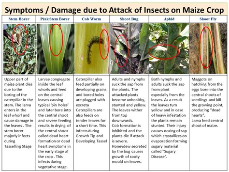 What Are The Examples Of Insect Pests That Attack Crops At Mark Andres Blog
