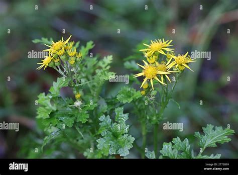 Jacobaea Vulgaris Also Called Senecio Jacobaea Commonly Known As