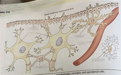 Neuron Labeling Diagram Quizlet