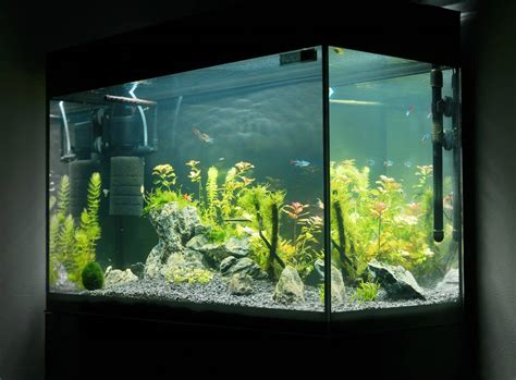 Aquarium Sponge Filter The Top 6 Best Choices For Your Tank