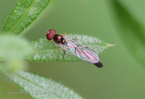 Gossamer Hoverfly Baccha Elongata Species Wildbristol Uk