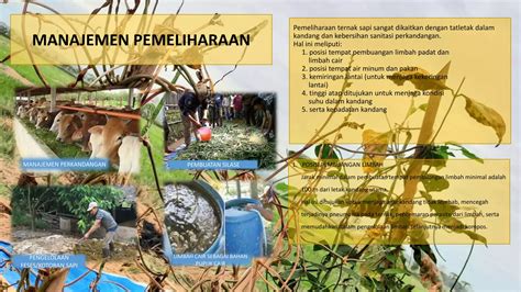 Ppt Sapi Manajemen Pemeliharaan Pptx