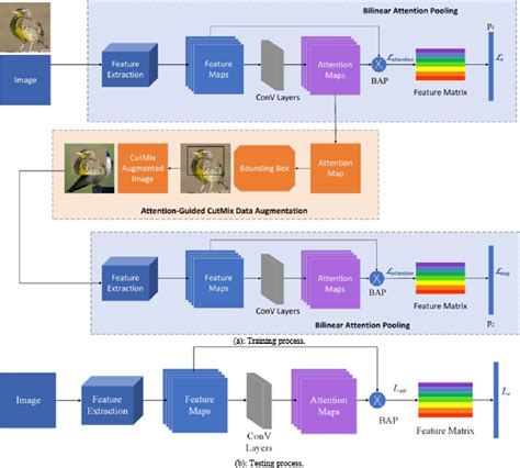 Figure 1 From Attention Guided Cutmix Data Augmentation Network For Fine Grained Bird