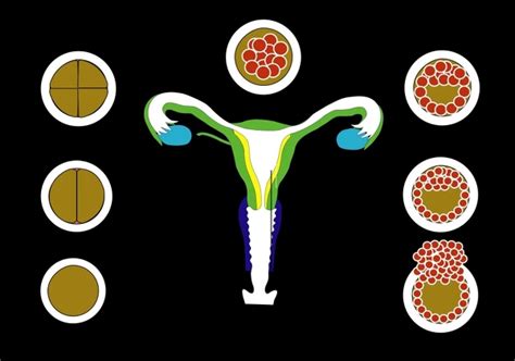 Fertilisation And Implantation Artwork For Sale As Framed Prints Photos Wall Art And Photo Ts