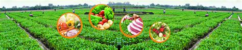福州蔬菜配送 福州农产品配送 福州送菜公司 欣美农产品福州有限公司