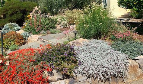 Plantfiles Pictures Epilobium Everetts California Fuchsia Everetts