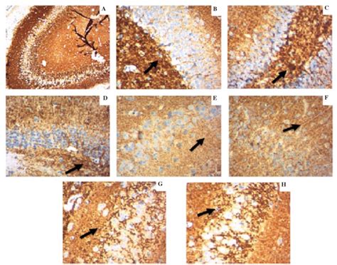 Synaptic Plasticity Was Assessed By Synaptophysin Expression In The Download Scientific Diagram