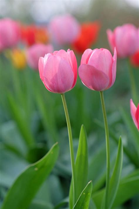 Hacker Green Love Wallpaper Photos Download The Best Free Hacker Green Love Wallpaper Stock Hacker Green Love Wallpaper Photos Download The Best Free Hacker Green Love Wallpaper Stock