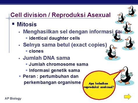 Pembelahan Sel Sistem Reproduksi AP Biology Cell Division