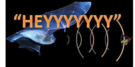 Bats And Their Echolocation At Amy Ammerman Blog