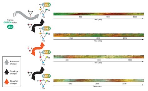 A Synthetic Genotype Network Of Oscillatory Grns Starting From The