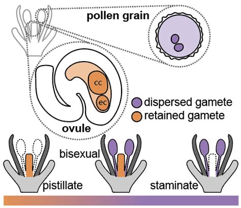 RESEARCH The Bartlett Lab