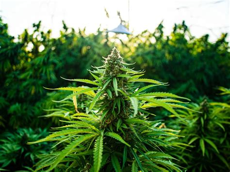 Cofepris 发明了个人使用大麻许可证的要求：mucd Infobae