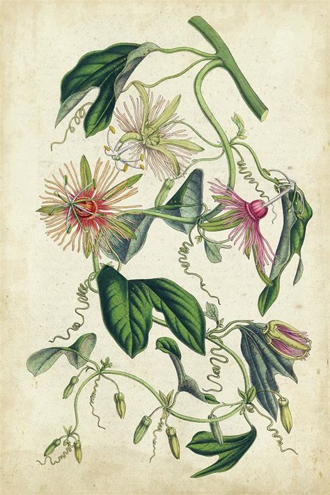 Coral Beauties Iv Painting By Horto Van Houtteano Fine Art America