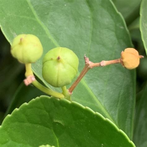 tree dataset of urban street classification fruit kaggle