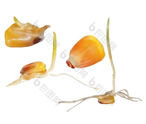 宏萌发的玉米被隔绝在白色背景上图片 包图网企业站