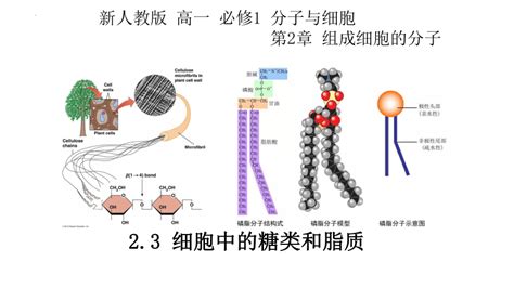 2 3 细胞中的糖类和脂质（60张） 高一生物课件（2019人教版必修1） 21世纪教育网