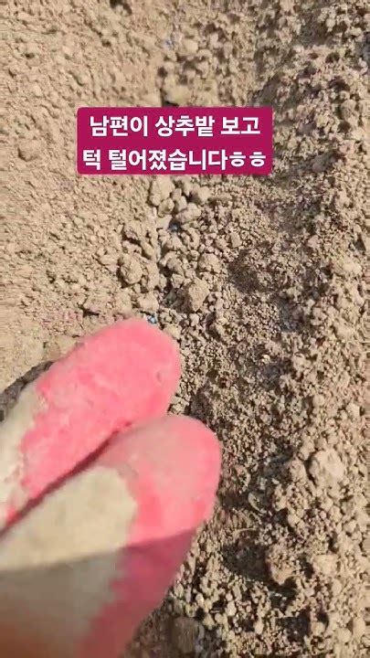 상추쌈채소 씨앗파종 꼭 해보세요 모듬상추모듬쌈쑥갓파종주말농부초보농부상추파종하는법 Youtube