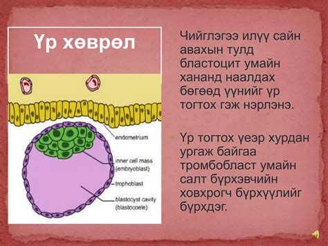 2 Овуляци үр тогтолт ба үр хөврөл Pptx