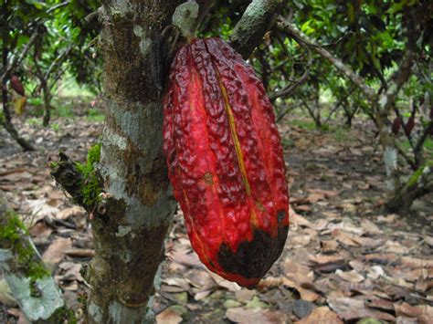 Cocoa Cacao Diseases And Pests Description Uses Propagation