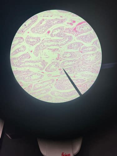 Histology Bio 169 Lab Practical 1 Flashcards Quizlet