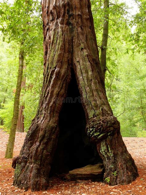 Hollow Tree Stock Photo Image Of Trunk Wood Sequoia