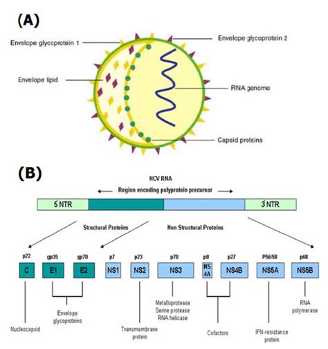 Model Structure Of Hcv Section A Generalized Structure Of Hepatitis C Download Scientific