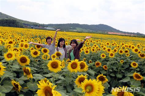 해남 해바라기 농장