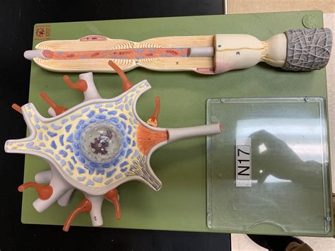 Neuron Model Diagram Quizlet