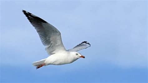 動物圖集海洋的精靈海鷗 每日頭條