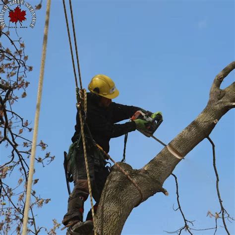 How To Remove Small Tree Stumps A Complete Guide