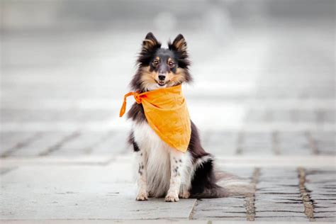 Miniature Sheltie Everything You Need To Know With Pictures