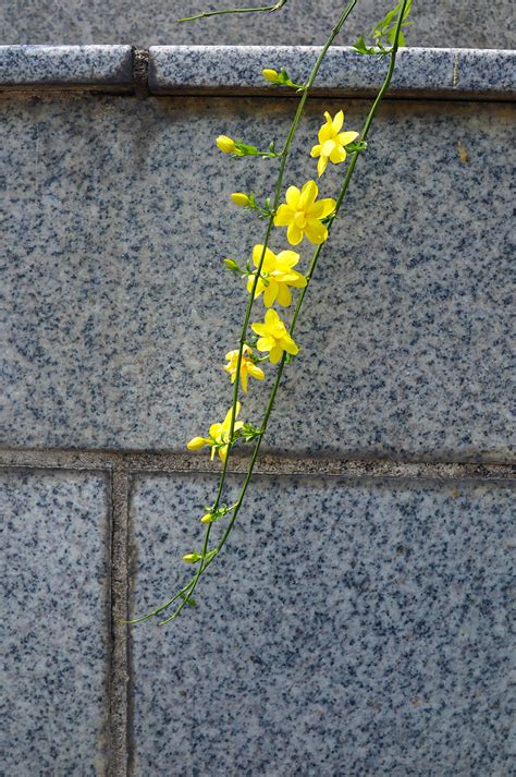 插画照片墙素材 插画照片墙模板 插画照片墙图片免费下载 设图网