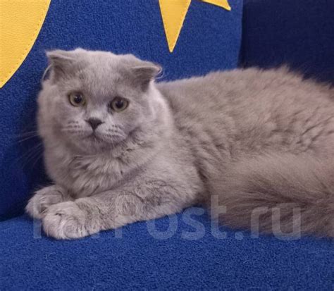 Котёнок хайленд фолд девочка в наличии Цена 10 000₽ во Владивостоке