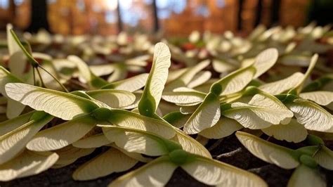 Grow Sugar Maple Tree Seeds Step By Step Guide